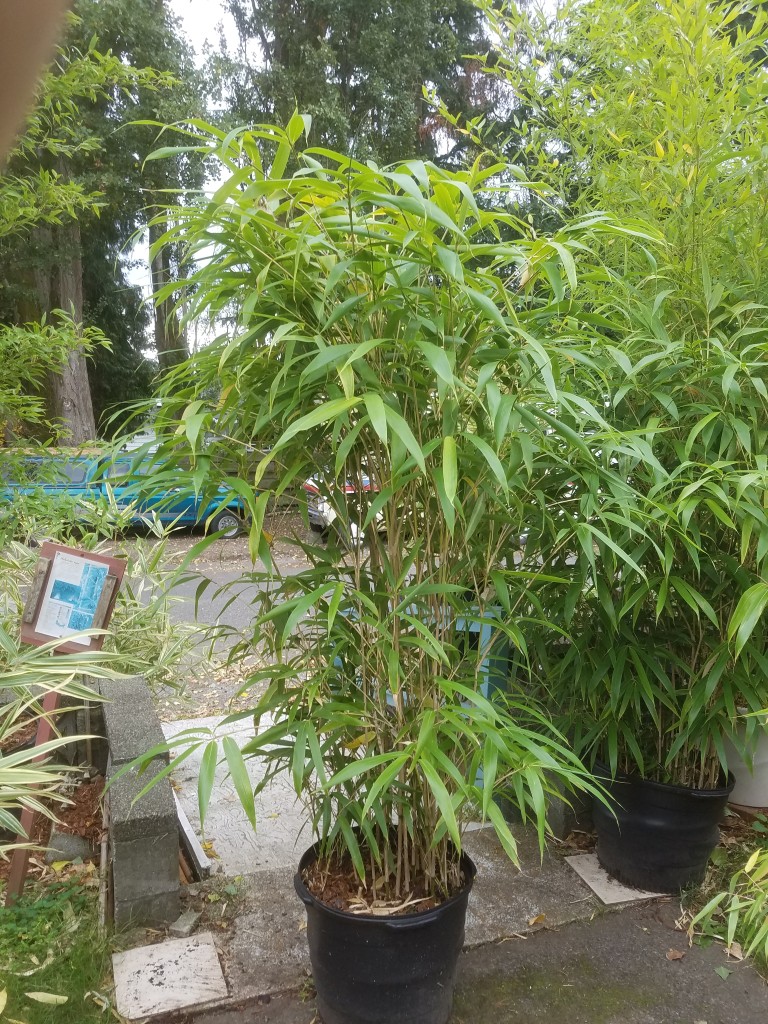J.A. Bamboo - A Bamboo Plant Nursury - Varieties