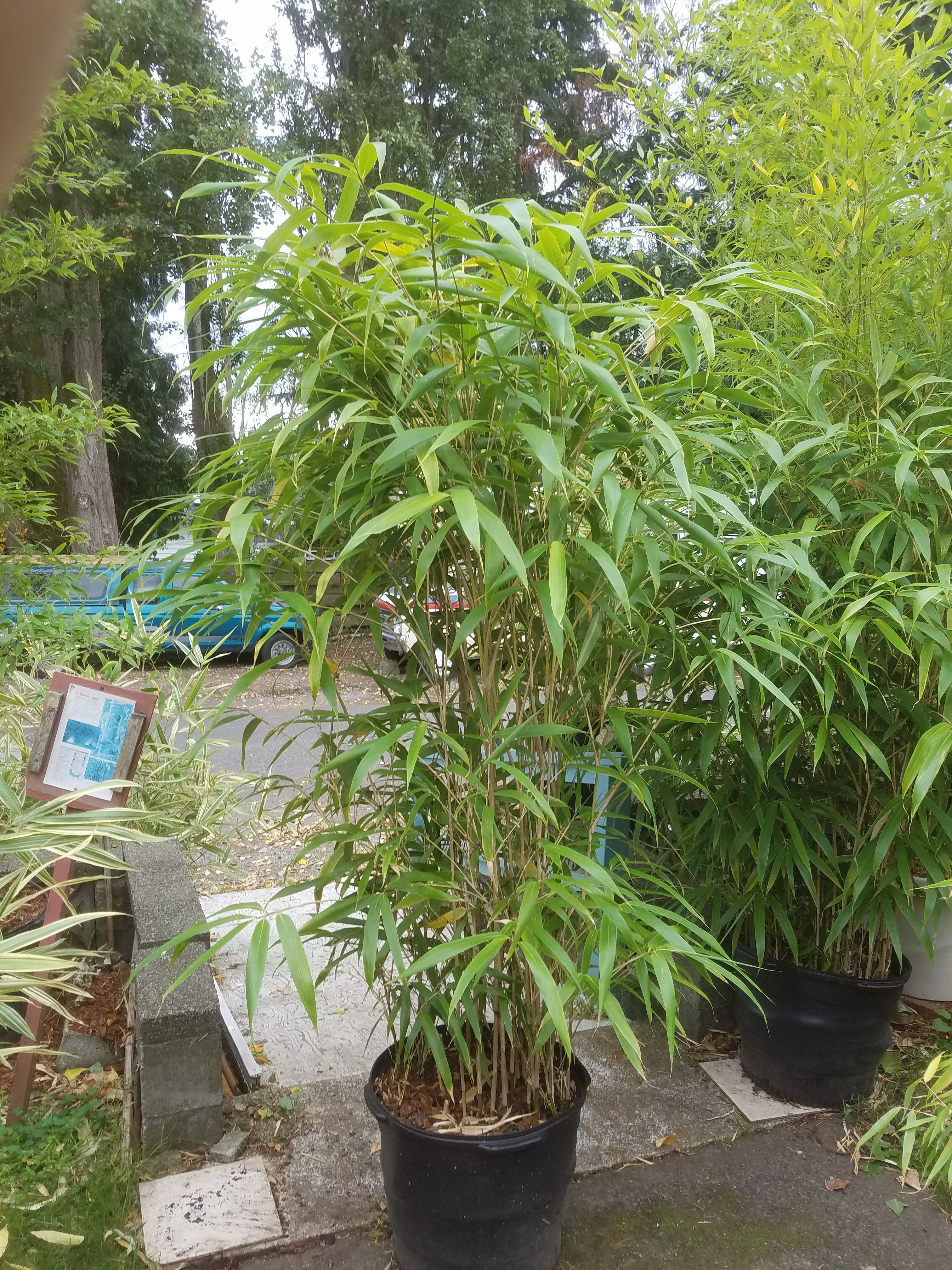 J.A. Bamboo - A Bamboo Plant Nursury - Varieties